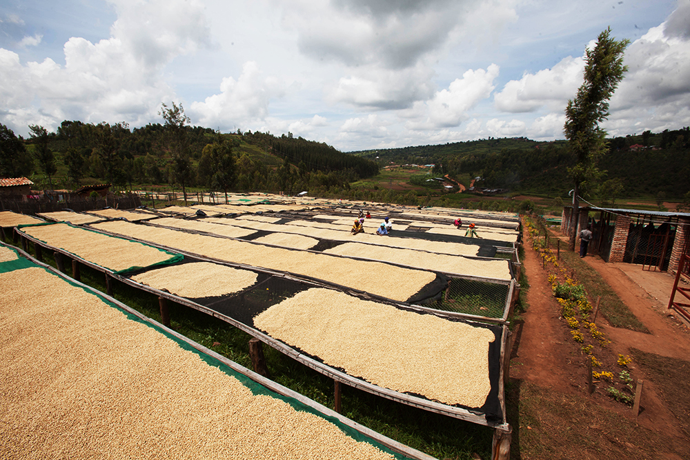 Rwanda, Huye District - Seven Districts Coffee
